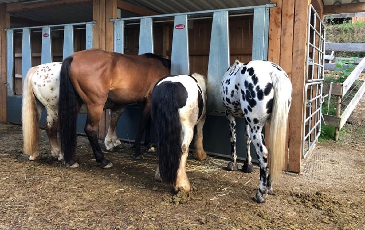 Automatic Horse Feeders - Footing Solutions LLC